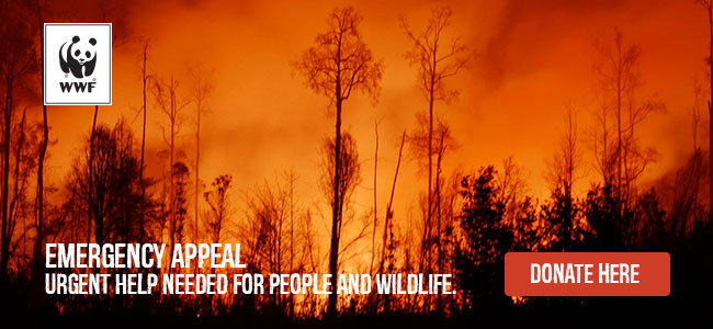 WWF Emergency Appeal for donation to fight forest fires in Borneo ...