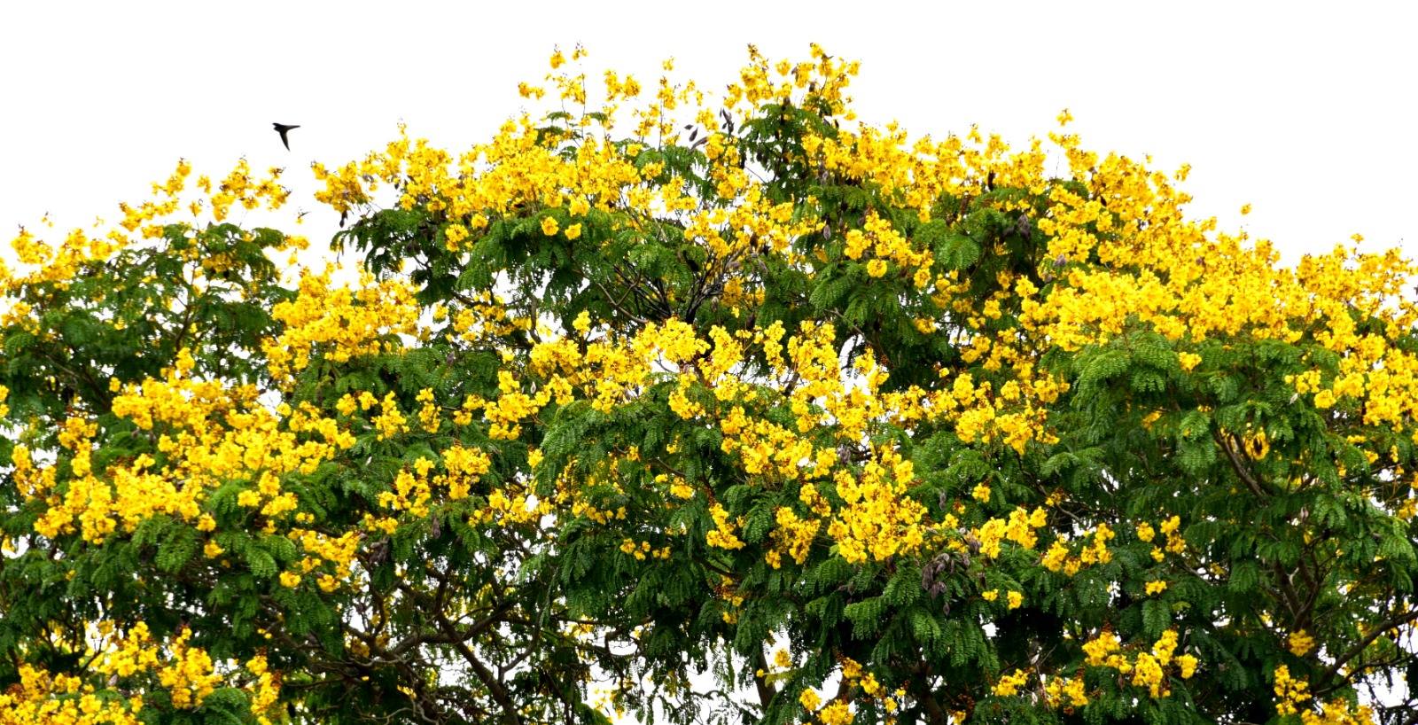 Singapore turns Autumn-ish as trees along streets bloom in vivid red ...