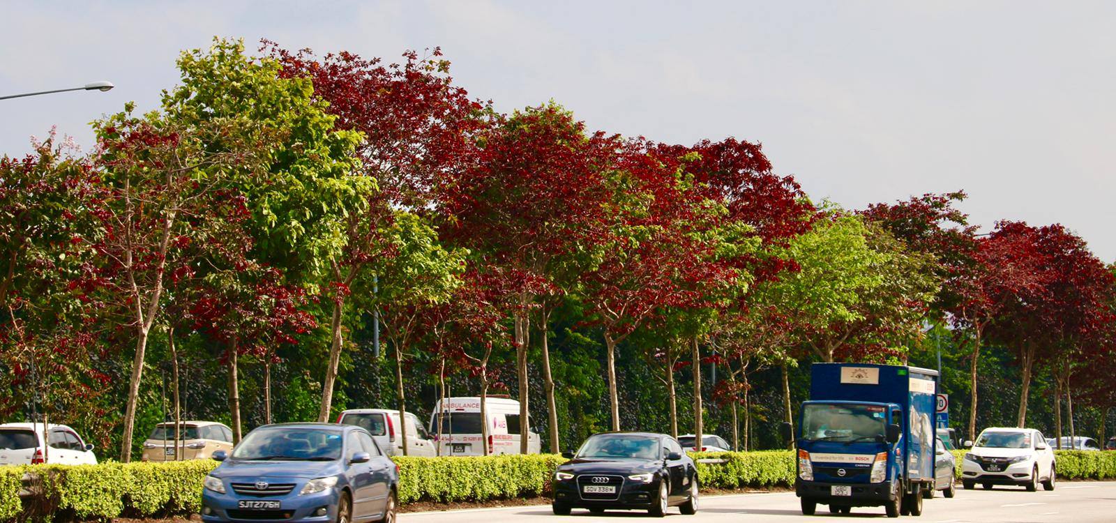 Singapore turns Autumn-ish as trees along streets bloom in vivid red ...
