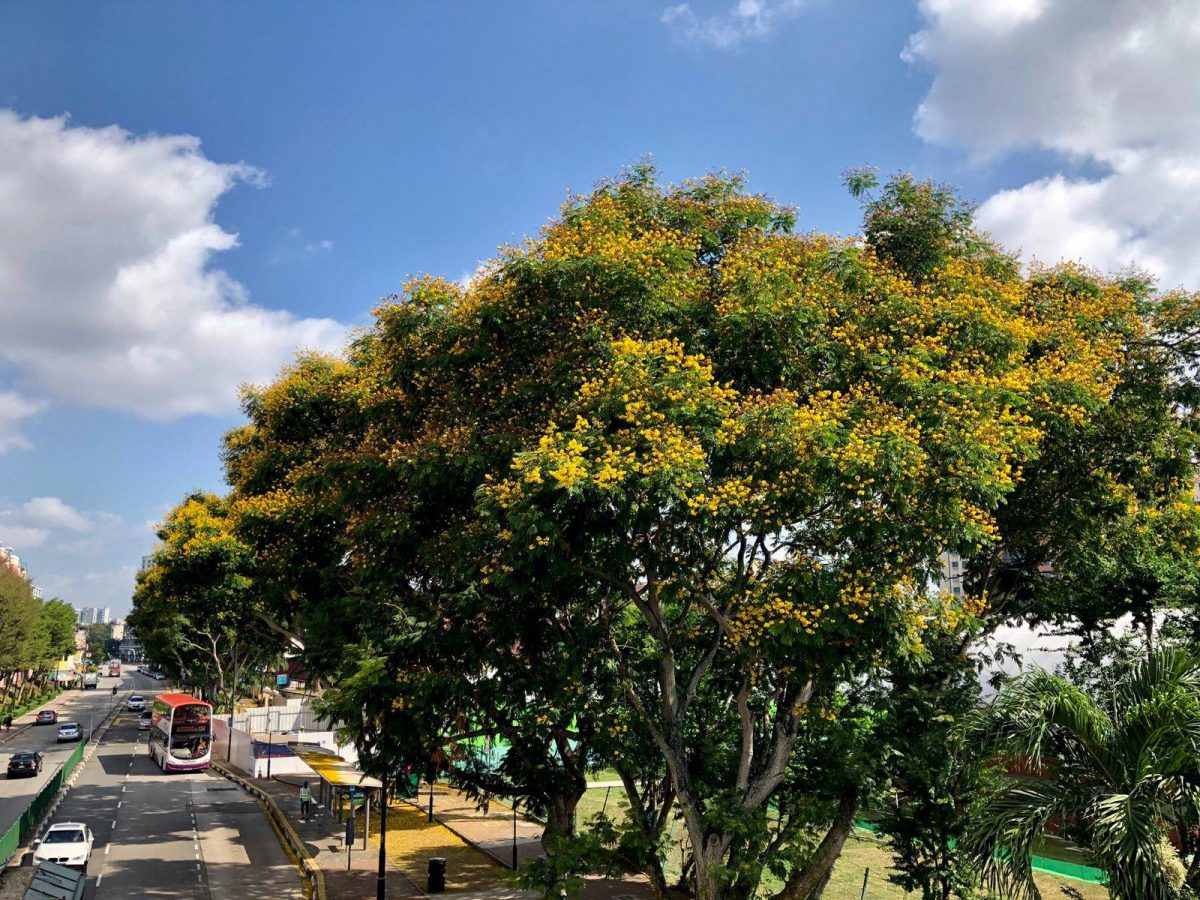 Singapore turns Autumn-ish as trees along streets bloom in vivid red ...