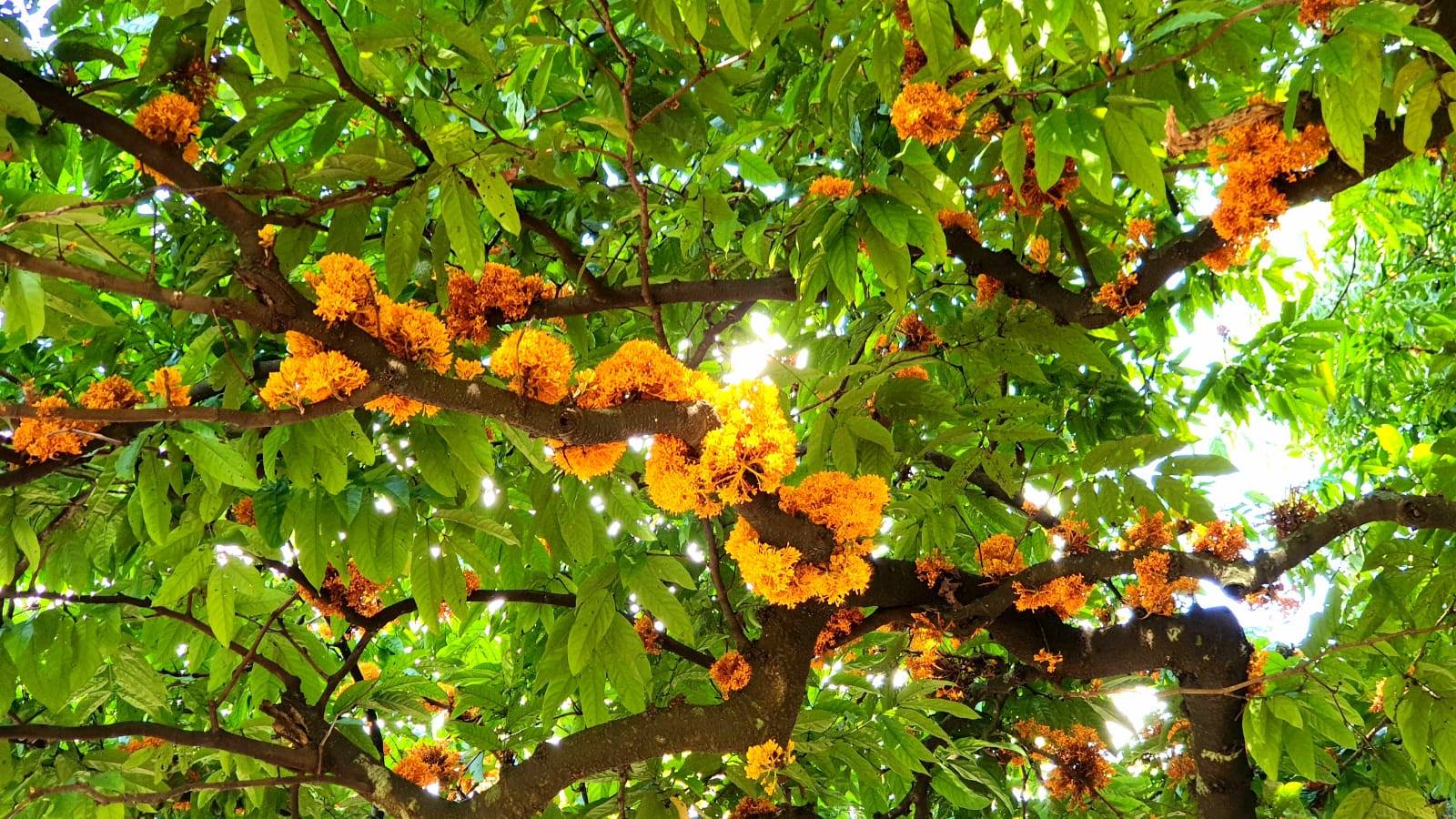 Singapore turns Autumn-ish as trees along streets bloom in vivid red ...