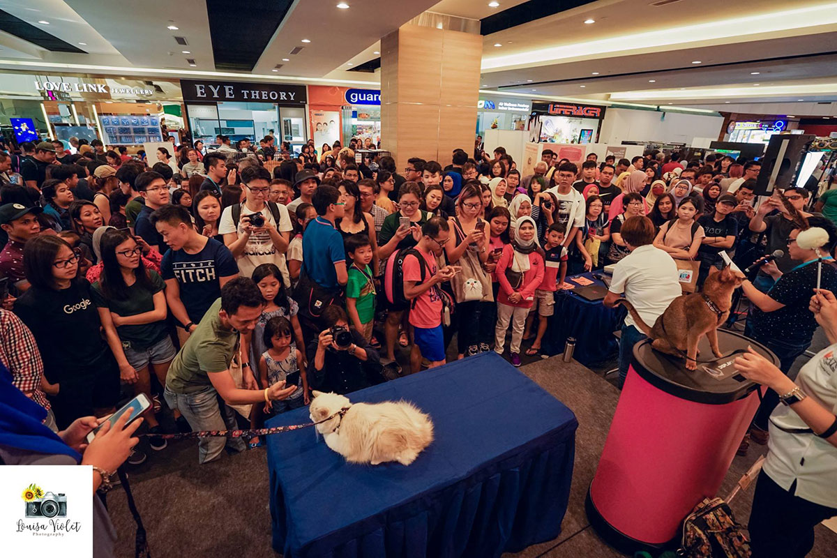 Calling cat owners & lovers, Singapore Cat Festival is coming to Great ...