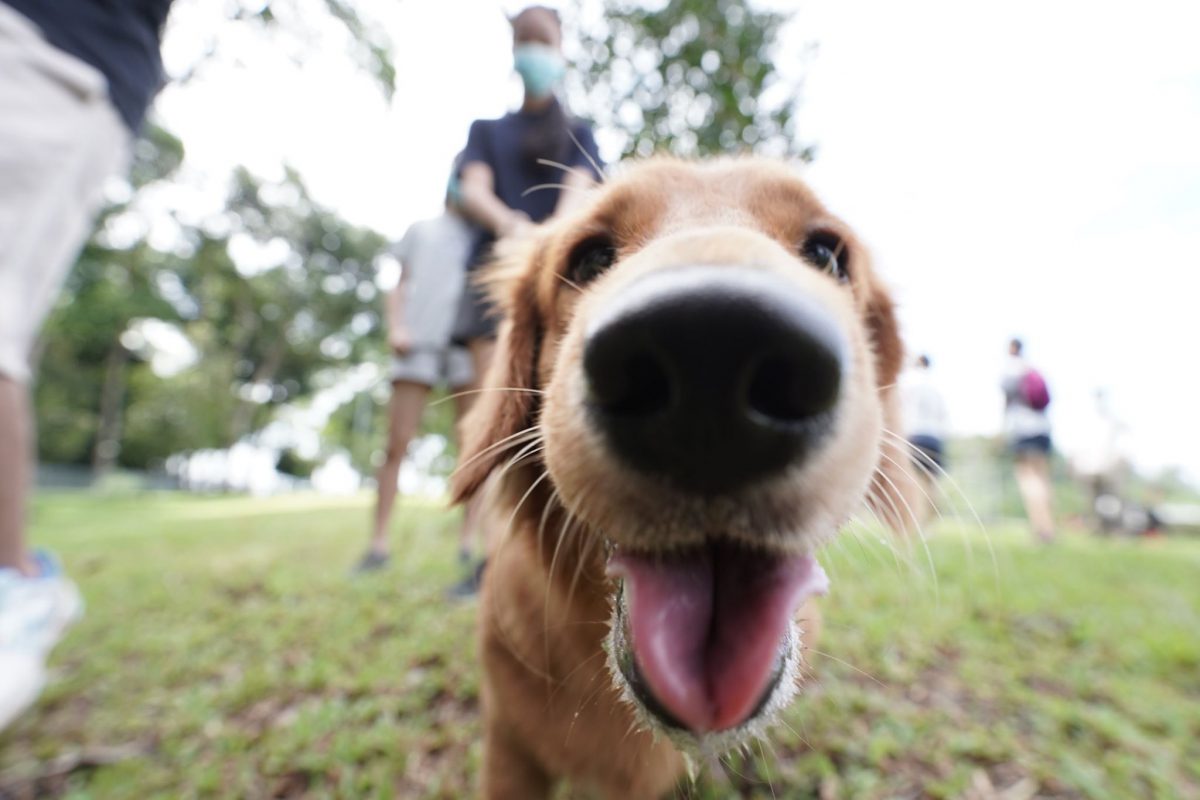 NParks opens new Dog Run in Parkland Green @ East Coast Park, the ...