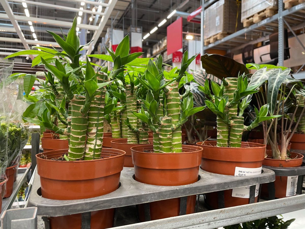 IKEA S'pore selling CNY Plants & Goodies including Bak Kwa, Mala ...