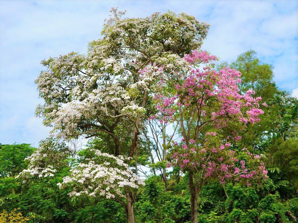 S'pore 'Sakura' Trumpet Trees are in full bloom this late-March, here's ...