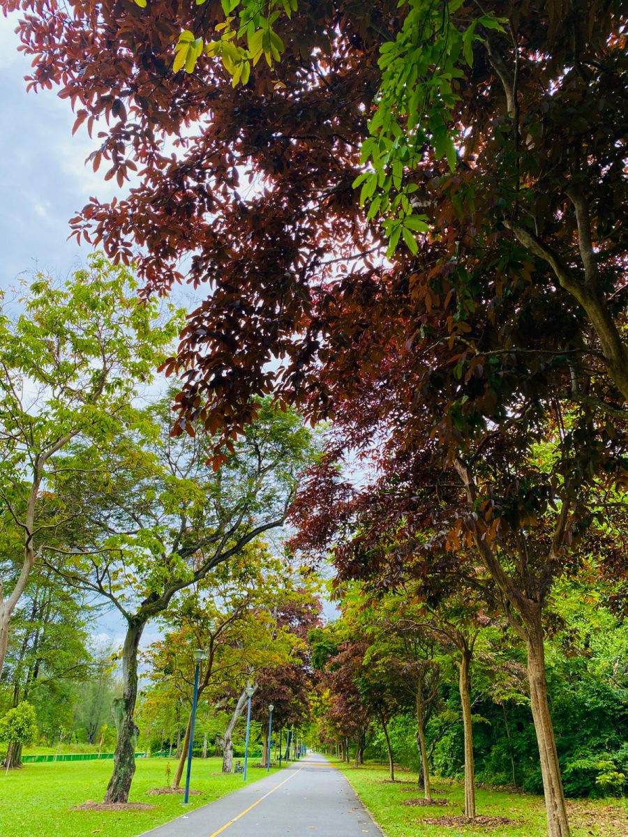 S'pore 'Sakura' Trumpet Trees are in full bloom this late-March, here's ...
