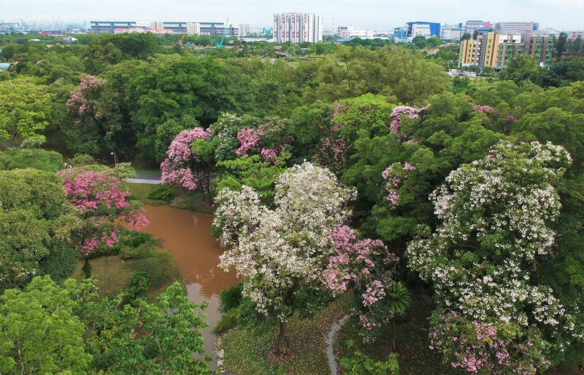 S'pore 'Sakura' Trumpet Trees are in full bloom this late-March, here's ...