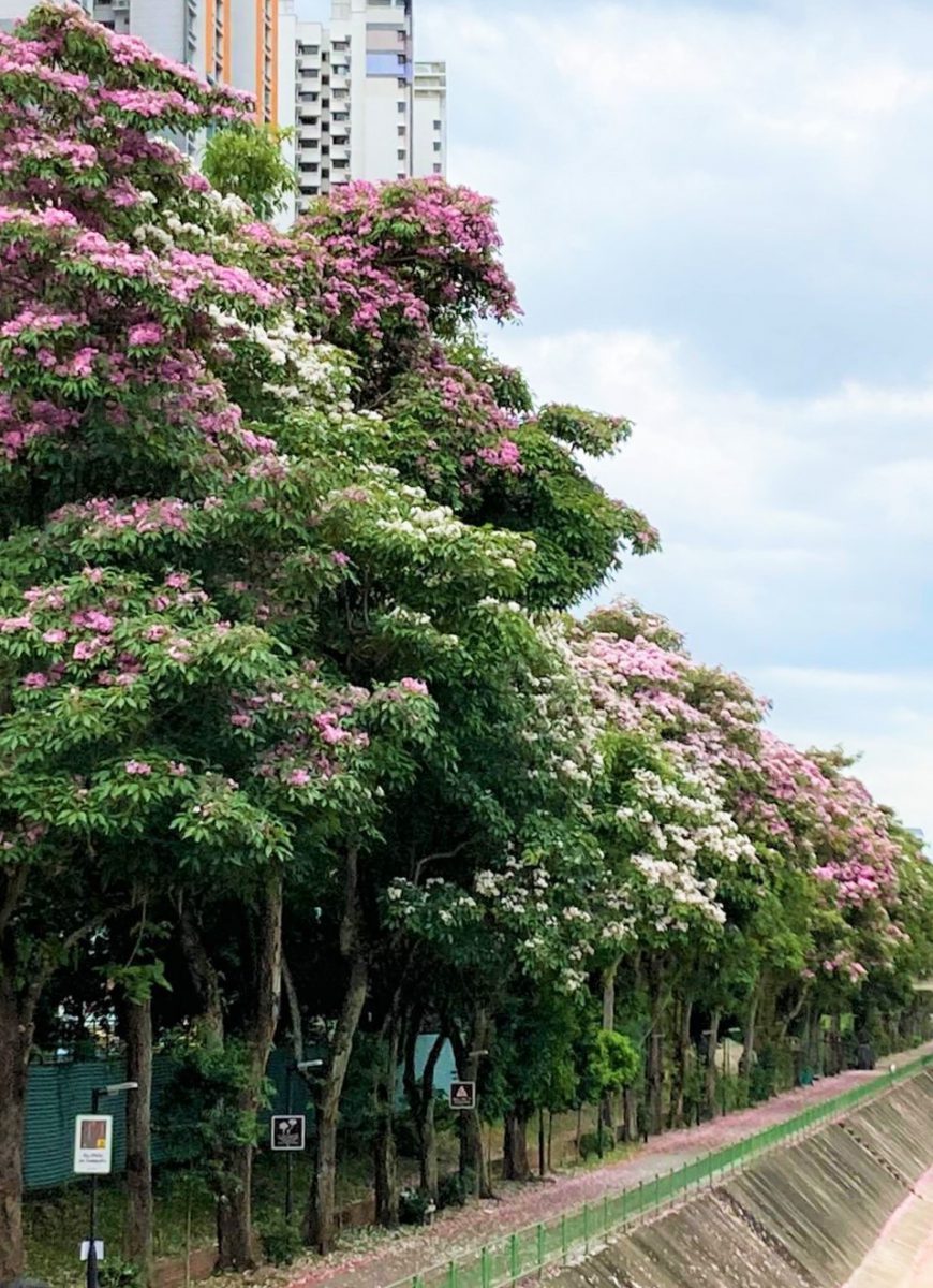S'pore 'Sakura' Trumpet Trees are in full bloom this late-March, here's ...