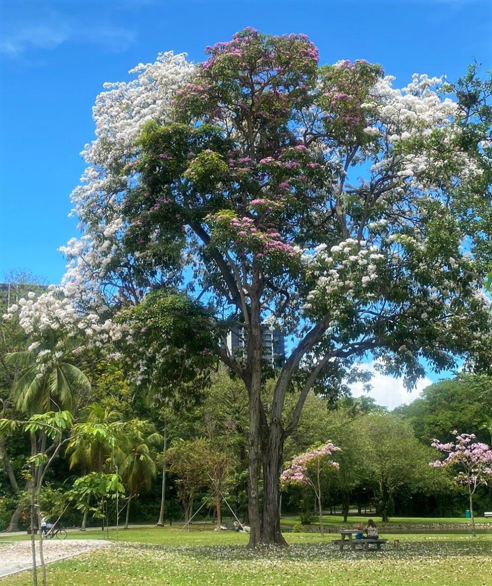 S'pore 'Sakura' Trumpet Trees are in full bloom this late-March, here's ...