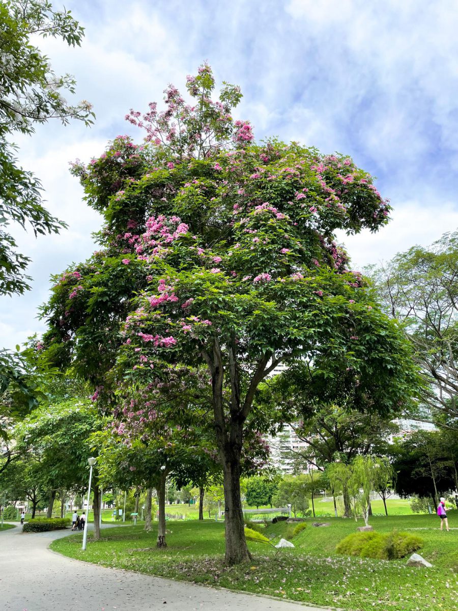 S'pore 'Sakura' Trumpet Trees are in full bloom this late-March, here's ...