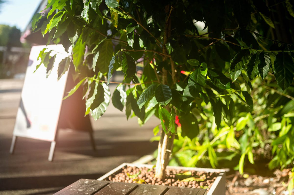 Starbucks opens new store in Gardens by the Bay, has panoramic views of ...