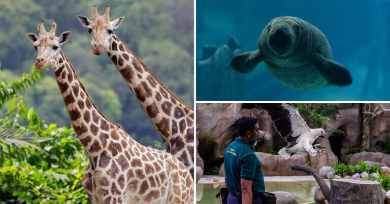 Mandai Wildlife Reserve offers 2-FOR-1 Promotion to Singapore Zoo, Bird ...