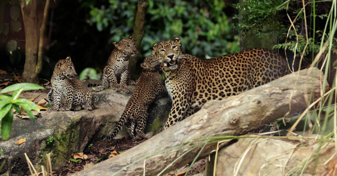 Sri Lankan Leopard Triplets Make Debut Following First Birth at ...
